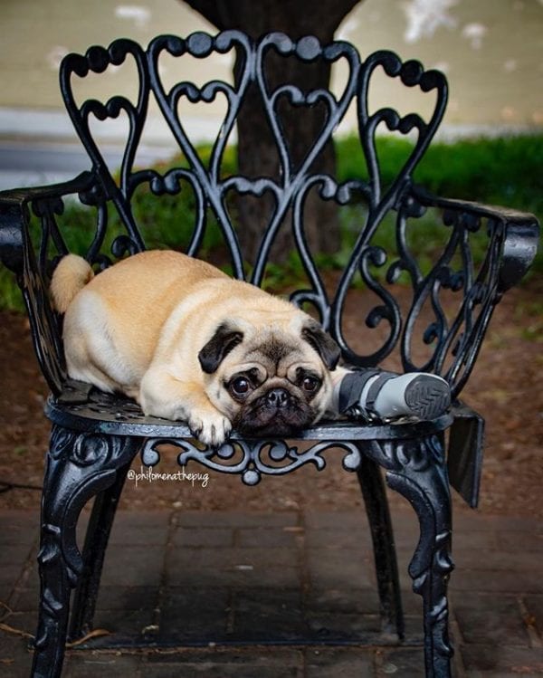 Happy Saturday! What are you up to today? – Philomena the Pug
