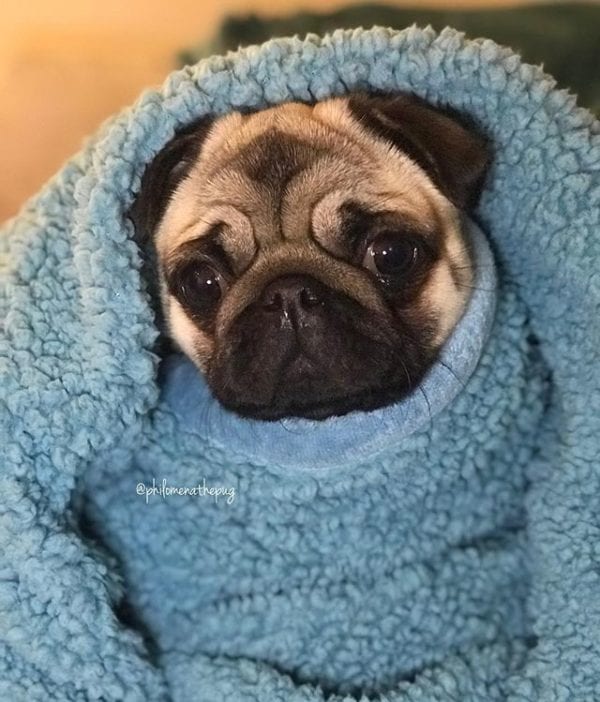 Pug burrito ? – Philomena the Pug